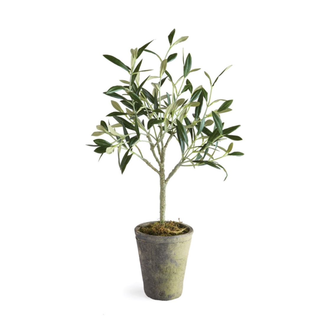 Potted Olive Tree – Patina Living Co.